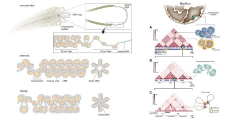 Hic数据分析 Hic数据分析 Tad分析软件—di 《三维基因组学学习笔记》 极客文档