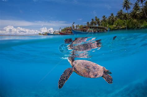 海龟浮游在珊瑚礁上空野生自然栖息地的无头海龟美高清图片下载 正版图片507299804 摄图网