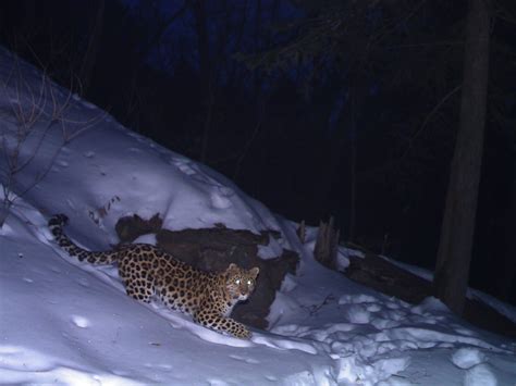 Amur Leopard Wild Photos Wildcats Conservation Alliance