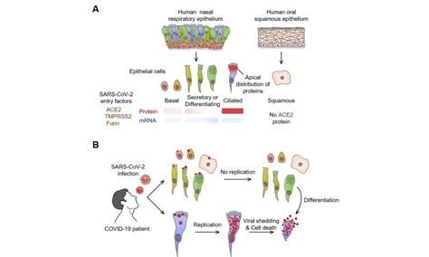 Sars Cov 2 Replication Targets Nasal Ciliated Cells Early In Covid 19