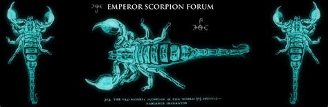 How To Tell A Male Emperor Scorpion From A Female