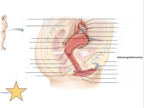 Female Reproductive Lateral View Diagram Quizlet