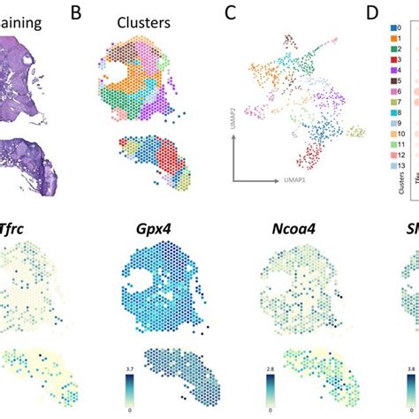 Gene Expression Of Spatial Transcriptome Defined Clusters In Young And