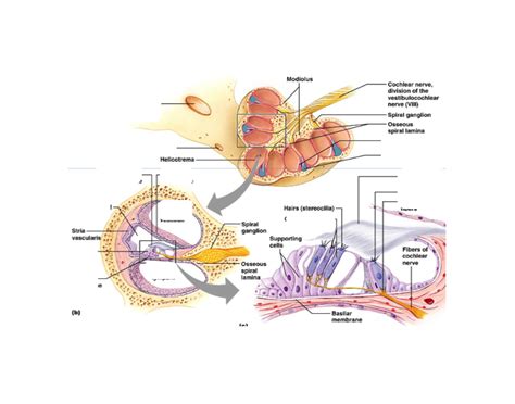 Anatomy Of Cochlea Quiz