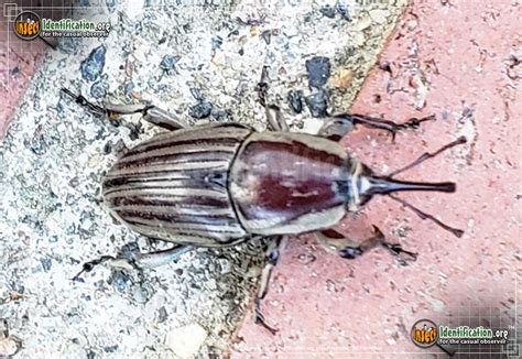 Clay Colored Billbug