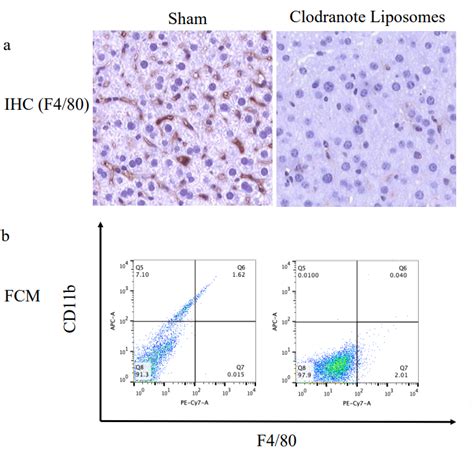 巨噬细胞清除小课堂 第二课：肝脏 化工仪器网