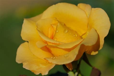 Fleur Jaune Rose Une Photo Gratuite Sur Pixabay