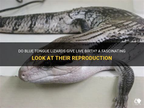 Do Blue Tongue Lizards Give Live Birth A Fascinating Look At Their