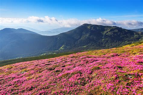 산 언덕에 분홍색 진달래 꽃의 덤불 자연 재생의 개념 여름 풍경 구름이 있는 푸른 하늘 위치 카르파티안 우크라이나 유럽 배경