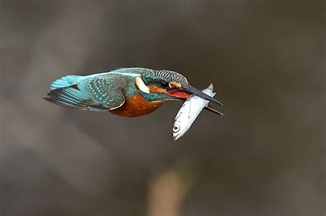 カワセミ Wing spot 徳島の野鳥たち