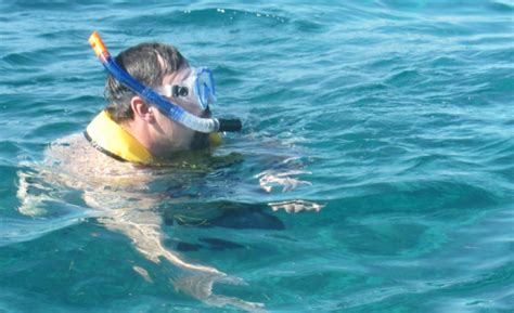 Florida Keys Dolphin Swim And Snorkel Trip 800 667 5524