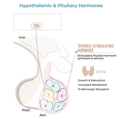 Physiology Glossary Hypothalamic And Pituitary Hormones Overview