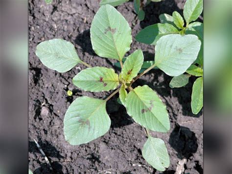 How To Identify A Palmer Amaranth Seedling