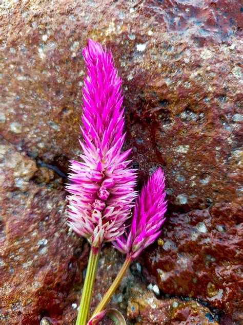 Pink Celosia Flower Seeds Stock Image Image Of Underwater 267142975