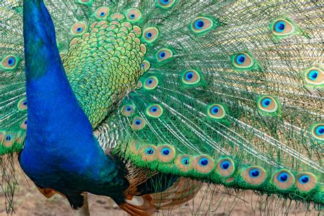Peacock Animated Photos Download The Best Free Peacock Animated Stock