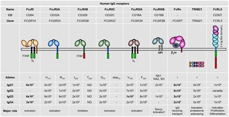 Frontiers Contribution of Human FcγRs to Disease with Evidence from