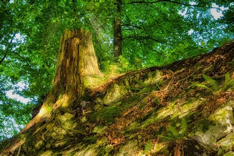 Forest Floor Tree Stump Free Photo On Pixabay Pixabay