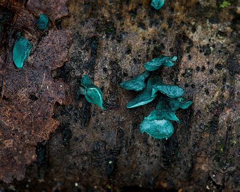 Blue Fungus Colin Gillette Flickr
