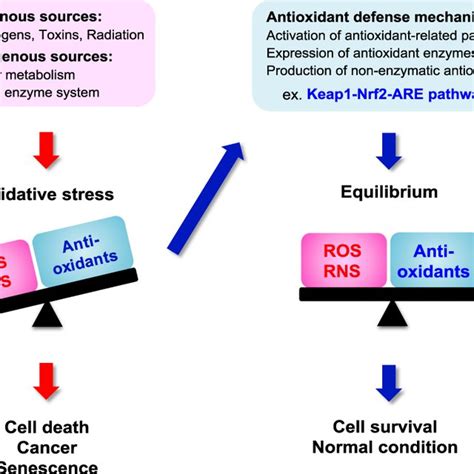 A Domain Structures Of The Keap1 Nrf2 And Nrf2 Neh2 Proteins B