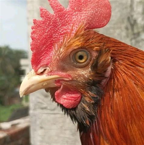 মুরগিকে যে কারণে জিংক খাওয়াবেন। মুরগিরখামার দেশিমুরগিরখামার মুরগিপালন দেশিমুরগিপালন মুরগি