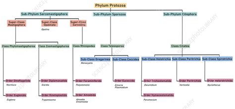 Classification Of Protozoa Lesson Explainer Kingdom Protista Nagwa