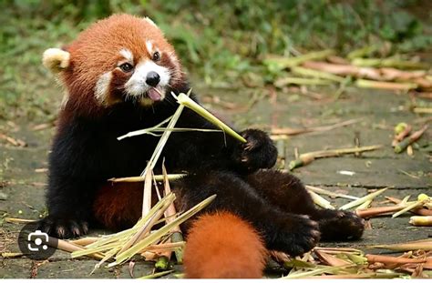 대나무 먹는 대왕판다 Vs 대나무 먹는 레서판다 유머움짤이슈 에펨코리아