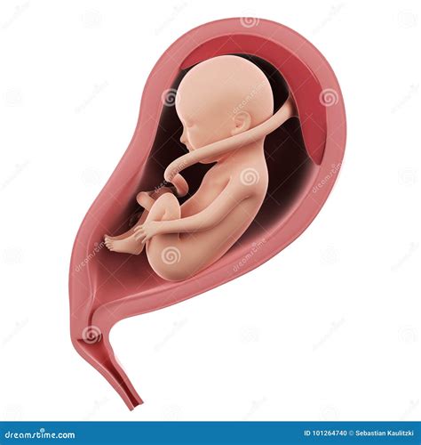 A Fetus Inside Of An Uterus Week 27 Stock Illustration Illustration
