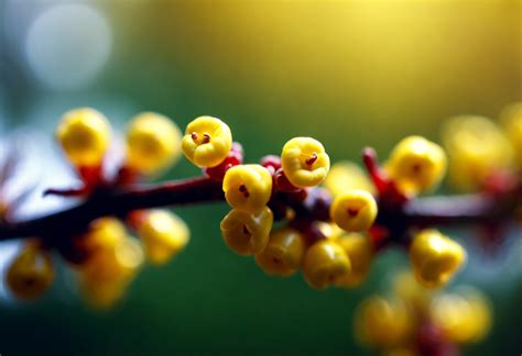 Berberine Is Known As Natures Ozempic By B Park Feb 2024 Medium