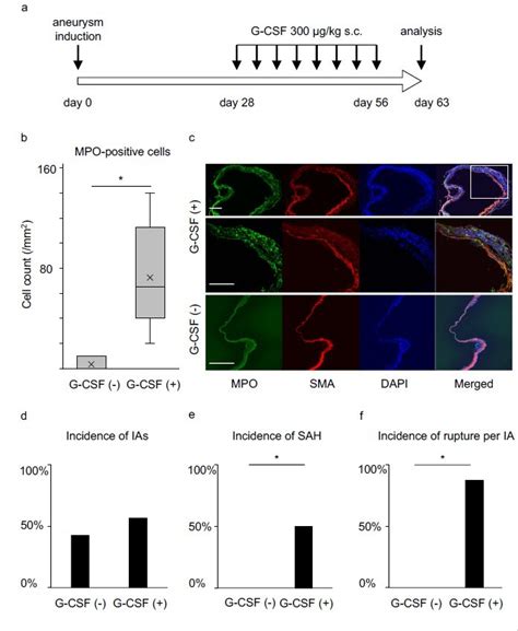 Administration Of G Csf And The Increase In The Number Of Neutrophils