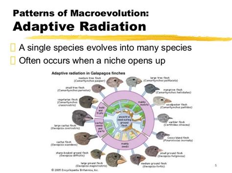Bio 163 Patterns Of Evolution And Genes Lmk 2013