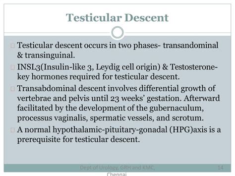 Pediatric Urology Undescended Testis Udt Ppt