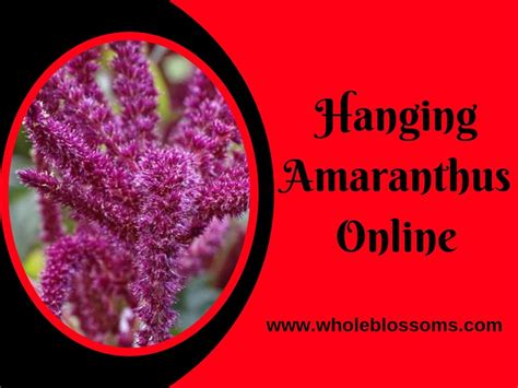 Amaranthine Meaning