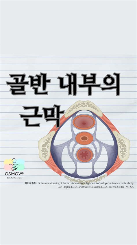 오스모브® 컬러풀 무브먼트💜 장간막은 장기입니다🌻 ️ 복부 장기들은 일부분을 제외하고는 모두 복막으로 덮여 있는데요•ө