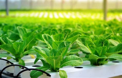 Sustainable Agriculture Environmental Benefits Of Hydroponics