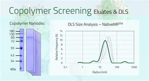 Abcg2 Active Native Full Length