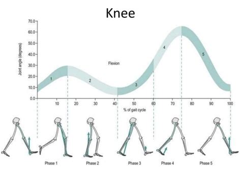 Gait Cycle Gait Pattern And Some Postural Dysfunctions Pptx