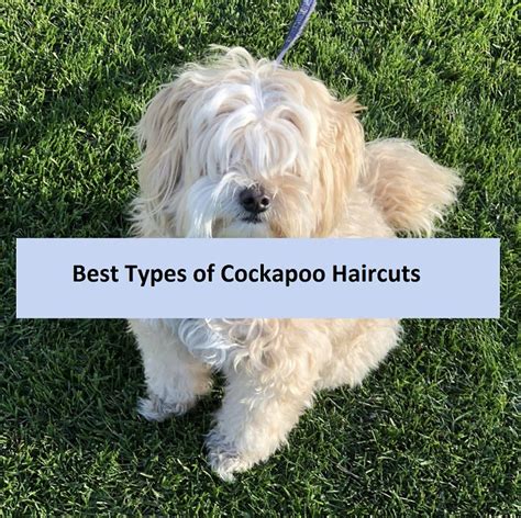 Cockapoo Haircutcockapoo Haircutscockapoo Haircut Styles