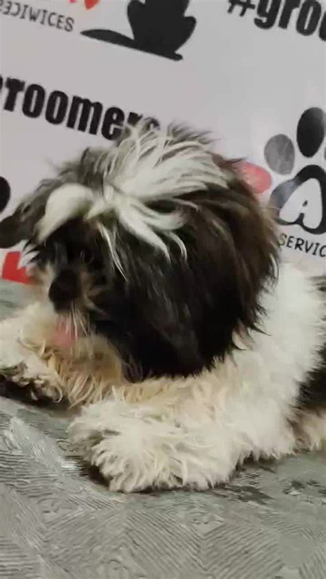 Spaw Pet Grooming Services Home