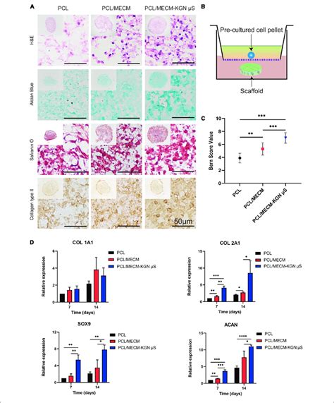 A Histological And Immunohistochemical Analysis Of The Pellets That