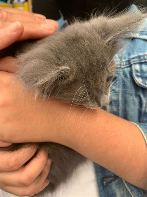 Just A Cute Little Kitten Falling Asleep Kittens Cutest Cute Little