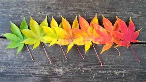 단풍 가을 그라데이션 Gradation Maple 사진이미지일러스트캘리그라피 Nminarur작가