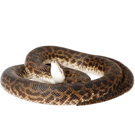 Spotted Python Reptichip Llc