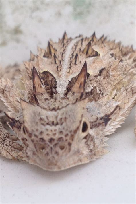 Horney Toad Horned Lizard Lizard Toad