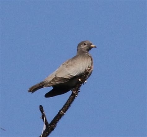 Ebird Checklist 14 Aug 2017 Larry Wehmeyer Environmental Education