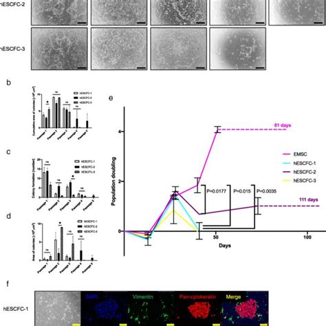Culture Of Endometrial Epithelial Cells With Endometrial Stromal Cells