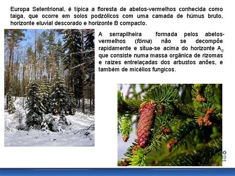 Biomas Terrestres Tundra E Taiga Professor Joo Claudio