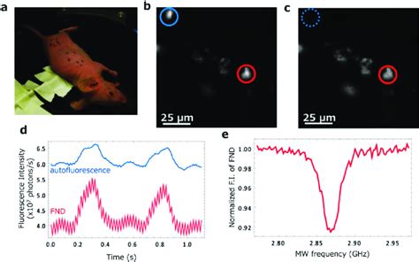 Selective Imaging Of ND Aggregates Inside A Nude Mouse A Photograph Download Scientific