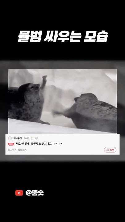 물범 싸우는 모습 Youtube