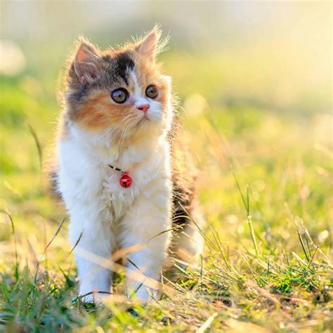 احلى صور قطط في العالم