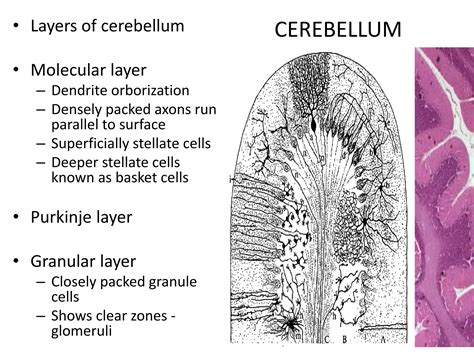 Cerebellum Histo Drawing